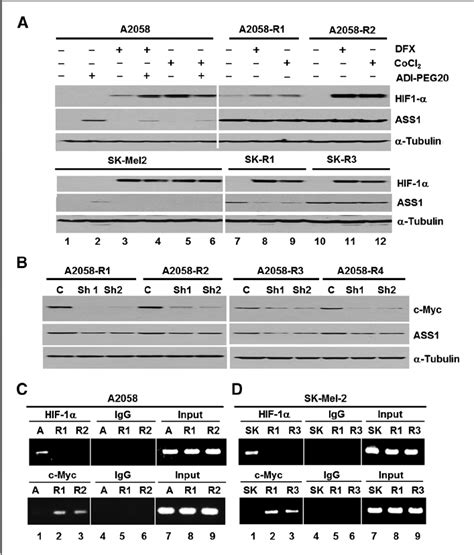 Roles Of C Myc And Hif 1 A In The Expression Of Ass1 In Download Scientific Diagram