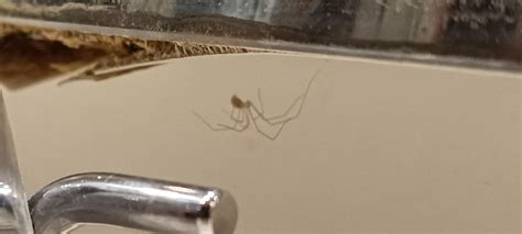 Gravity Exsits Spiders No Thanks You Rlostpause