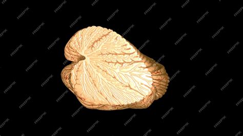 Premium Photo The Cerebellum Is A Part Of The Brain That Plays A