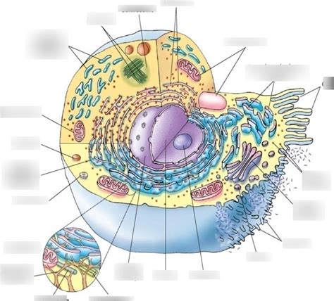 Cell Structure Part 3 Diagram Quizlet Cell Structure Part 3 Diagram Quizlet