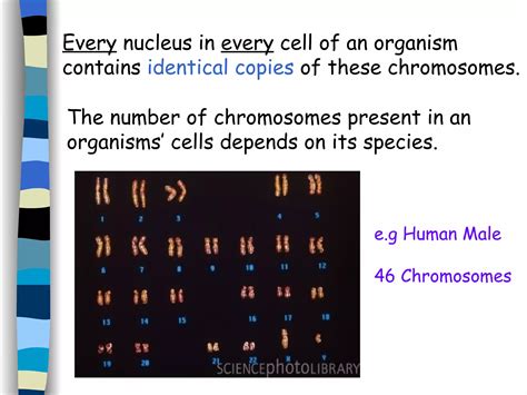 6 Sex Cells Fertilisation PPT Infertility Reproductive Health