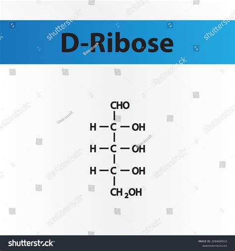 Straight Chain Form Chemical Structure D Ribose Stock Vector Royalty Free 2284694533