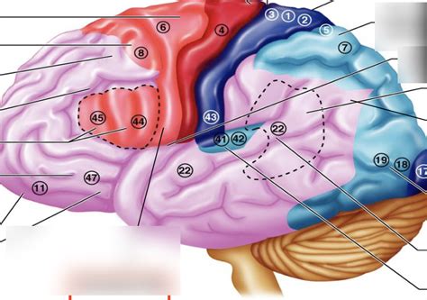short term memory areas diagram quizlet