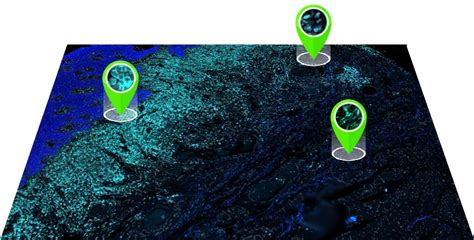 Geomx Digital Spatial Profiling Theracues