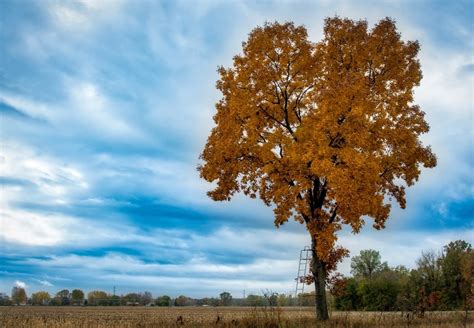 Hickory Trees Maryland 6 Common Varieties Gfl Outdoors