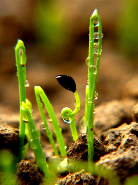 发芽的芽的笔画芦芽的芽的笔画芽的笔顺笔画大山谷图库