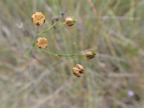 Vicflora Linaceae