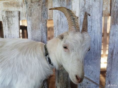 Коза купить на Зозу ру