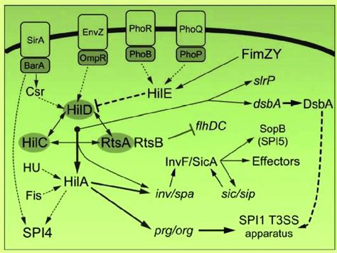 The Spi1 Regulon The Main Regulatory Factor Of Spi1 Expression Is Hila