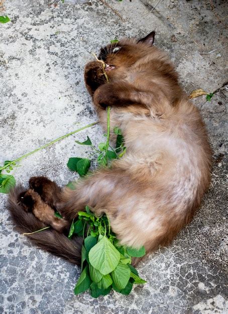 Premium Photo Drunk Cat After Playing Nettle Cat Or Acalypha Indica Or Catnip On The Floor