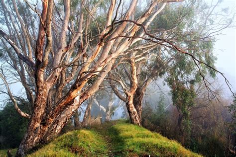 Tree Nature Fog Free Photo On Pixabay