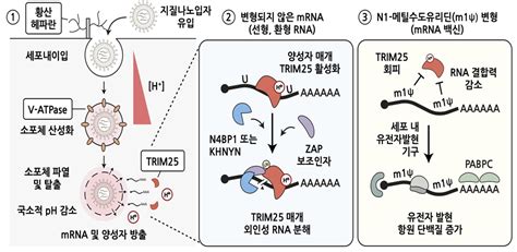 Mrna 백신 작동원리 세계 최초 규명 연구성과 연구 서울대학교