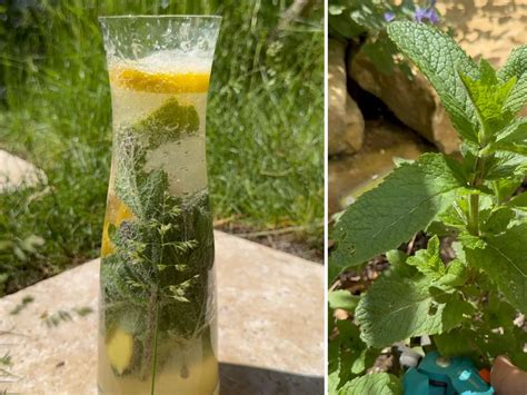 Hausgemachte Ingwer Zitronen Minz Limonade Erfrischend