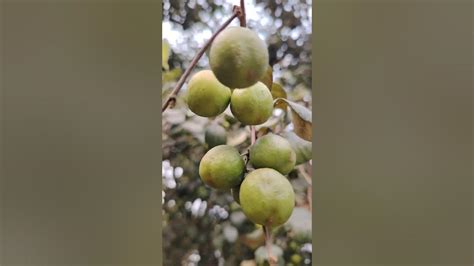 পাতার চেয়ে ফল বেশি Youtube