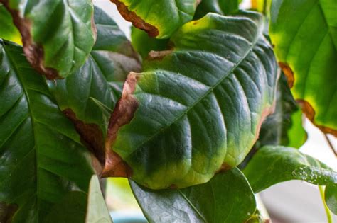 The Clever Instant Fix For Brown Tips On Any Houseplant And How To