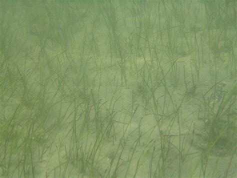 North Florida Seagrass A Disappearing Act