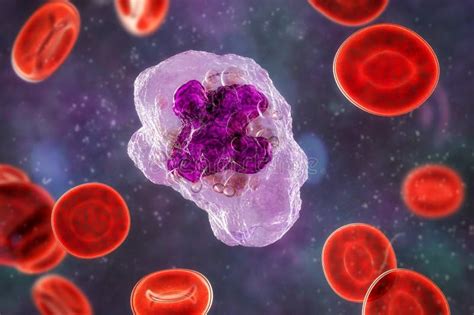 A Macrophage Cell 3d Illustration Stock Illustration Illustration Of Biology Processes