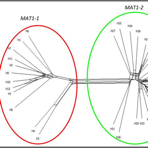 the output of splitstree using the neighbour net and phitest approaches