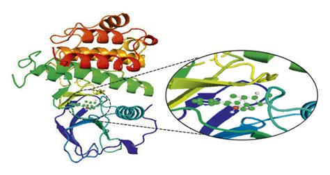 The Binding Pattern Of Ajmaline Derived From R Serpentina With