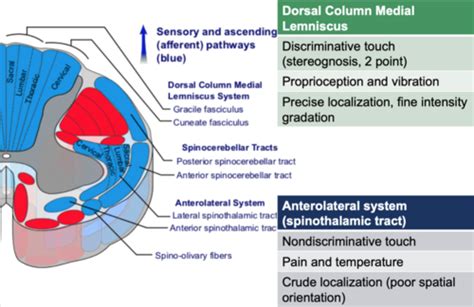 Exam Sensory Function Flashcards Quizlet