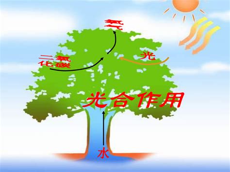 《光合作用》ppt课件word文档在线阅读与下载免费文档