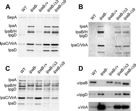 Secretion Patterns For Ipab C Terminal Deletion Mutant Strains In