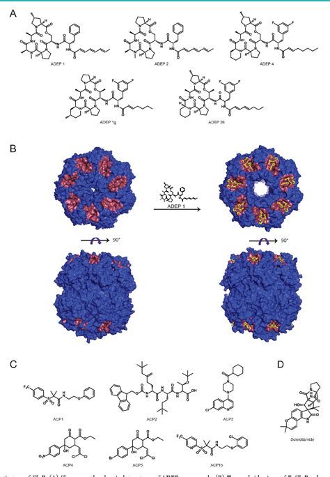 Figure 4 From The Role Of Clpp Protease In Bacterial Pathogenesis And Human Diseases Semantic