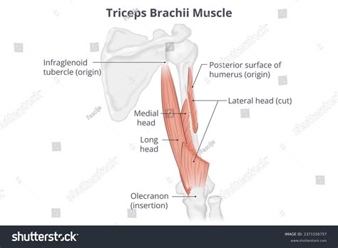 Anatomy Triceps Brachii Muscle Origins Insertions Stock Illustration 2371556757 Shutterstock