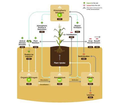 Nitrogen Cycle Process Steps With Diagrams Explained