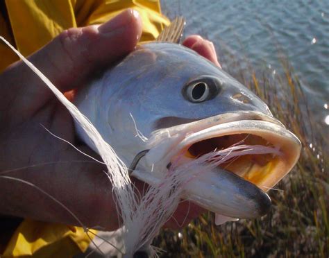 Mike S Gone Fishin Again Speckled Trout