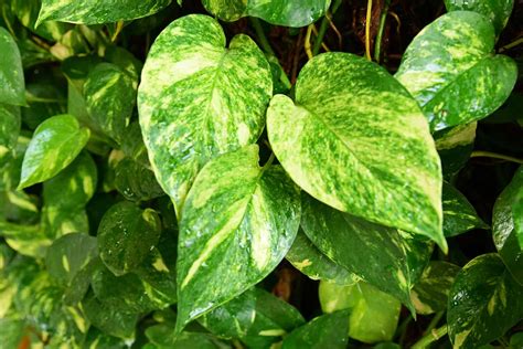 Pothos Plant Disease