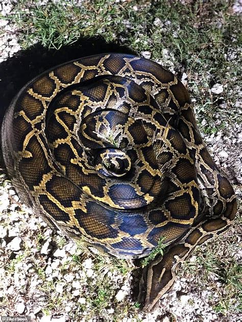 Florida Trappers Capture Record Setting Python In Daily Mail Online
