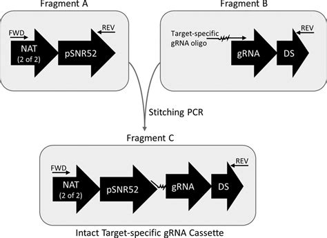 Cloning Free Grna Cassette Stitching A Target Specific Grna Download Scientific Diagram