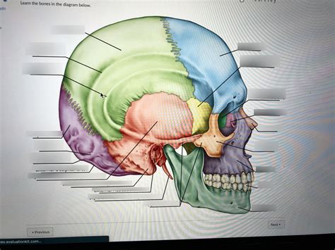 Cranial Bones Pt 2 Diagram Quizlet