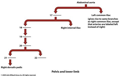 Pelvis And Lower Limb Diagram Quizlet