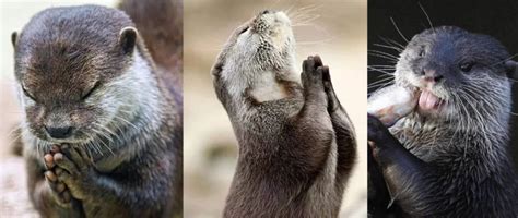 表情包网红水獭出没深圳！相机抓拍超萌瞬间