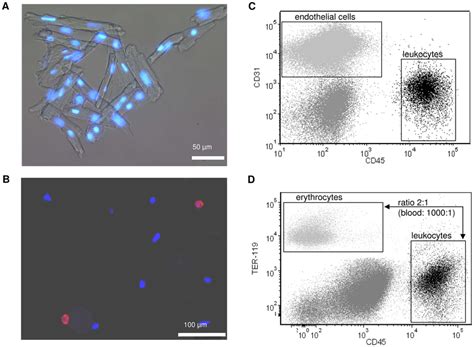 Analysis Of The Different Cell Fractions Present Within The Unstressed