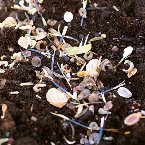 Seed Viability Sunnyside Gardens