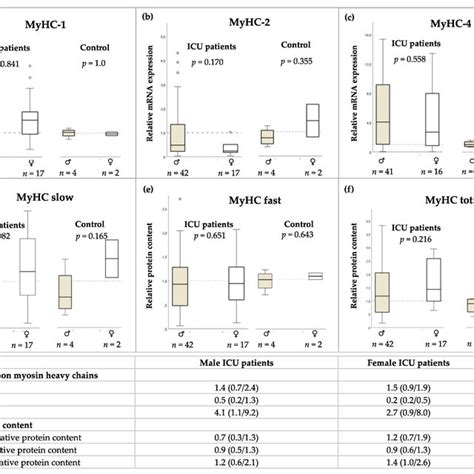 A C Sex Specific Relative Mrna Expression Of Myosin Heavy Chains Download Scientific Diagram
