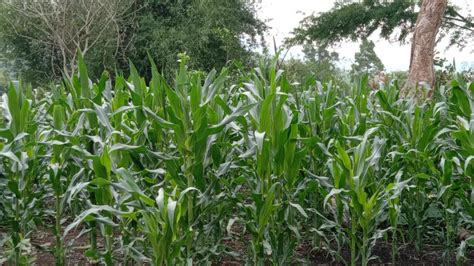 မိုင်းခုတ်မြို့၌ ဒေသထွက် ရှမ်း ပြောင်းဖူးများ ဈေးကောင်းရ၍ မိသားစုအပိုဝင်ငွေ ရရှိ Information