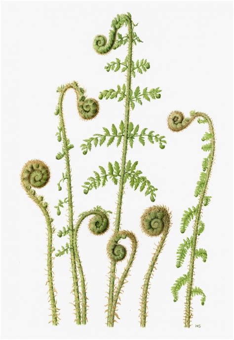 Fiddlehead Fern Botanical Illustration