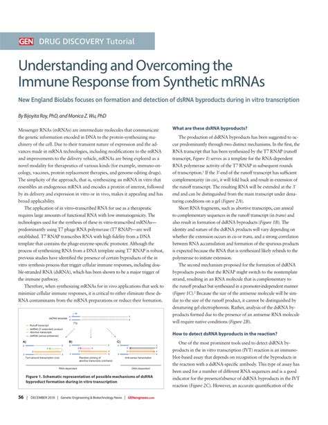 Pdf Understanding And Overcoming The Immune Response From Synthetic Mrnas New England Biolabs