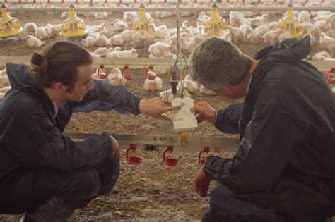 Technology Quickens Support For Broiler Producers Poultry World