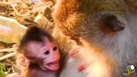 میمون کوچولو غذا میخواد اما مامانش شیر نمیده فیلو