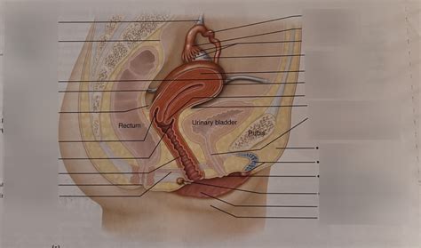 Woman Reproductive Diagram Quizlet Woman Reproductive Diagram Quizlet