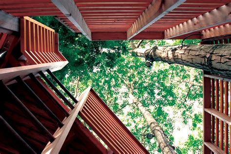 8 Buildings Designed To Incorporate The Trees Around Them Gizmodo Australia