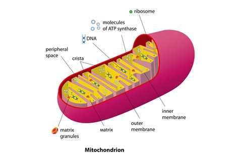 Diagram Of Mitochondria Structure With Labeled Components Nucleus