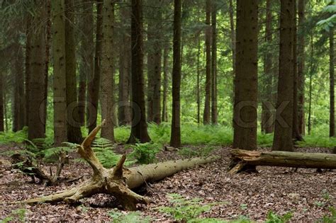 Fallen Trees Stock Image Colourbox