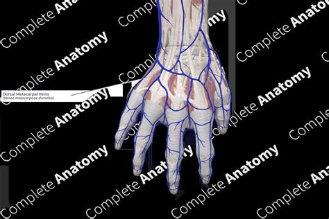 Dorsal Metacarpal Veins Complete Anatomy