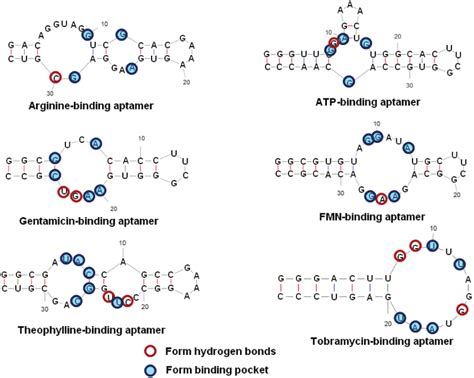 Secondary Structure Of Rna Aptamers For Different Small Molecule Download Scientific Diagram